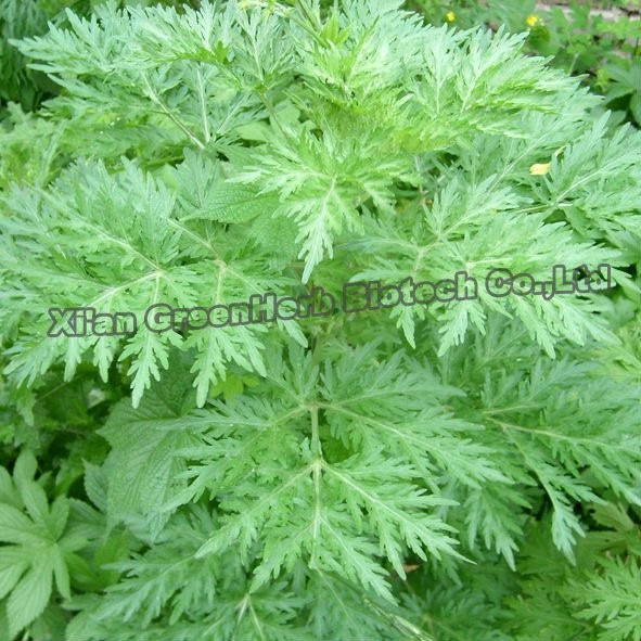 Horto Didático de Plantas Medicinais do HU/CCS