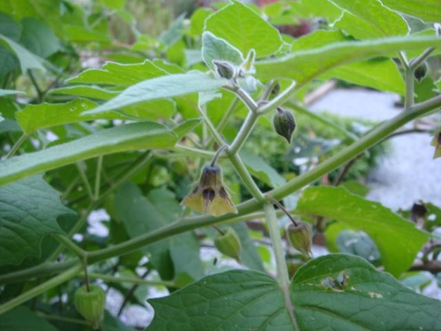 Horto Didático de Plantas Medicinais do HU/CCS