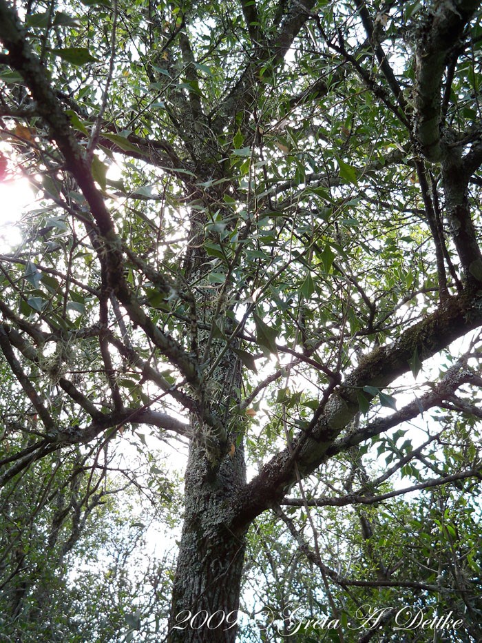 Horto Didático de Plantas Medicinais do HU/CCS