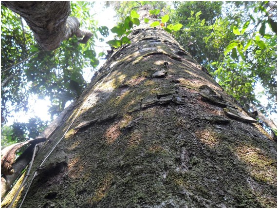 Horto Didático de Plantas Medicinais do HU/CCS