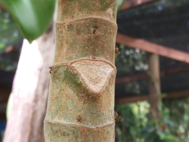 Horto Didático de Plantas Medicinais do HU/CCS