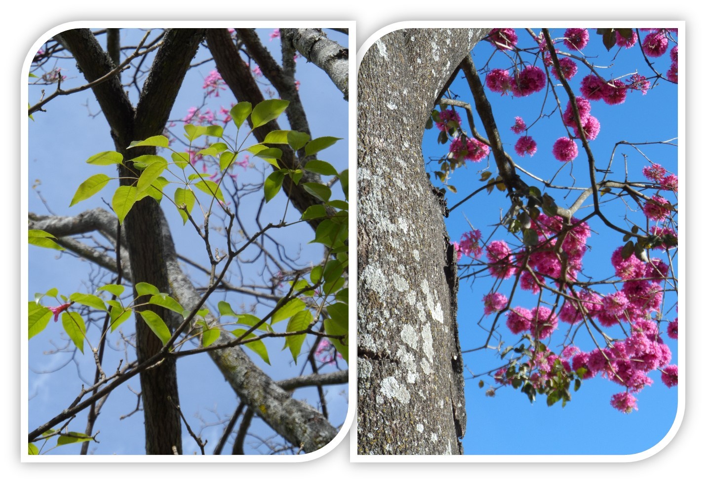 Horto Didático de Plantas Medicinais do HU/CCS