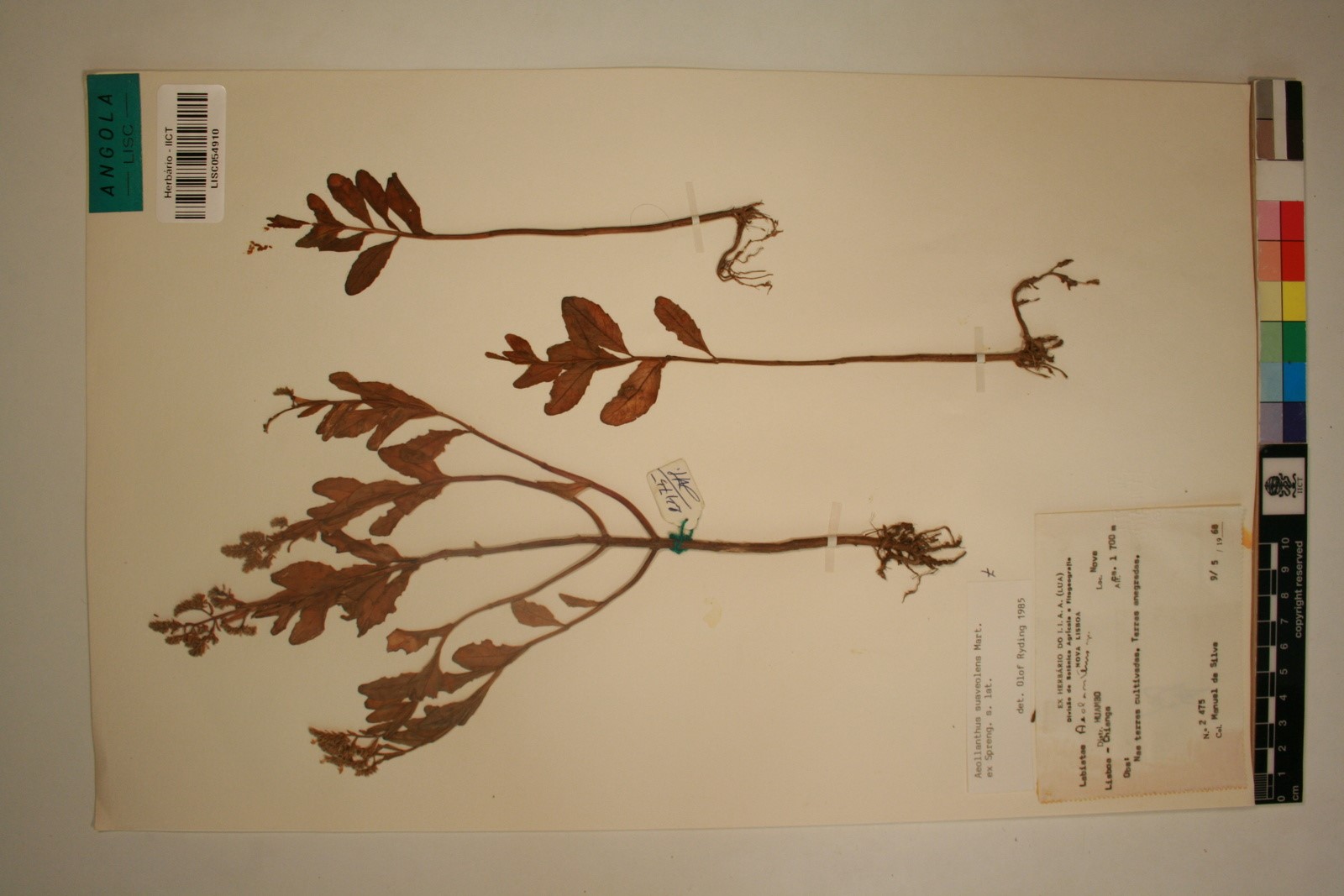 Horto Didático de Plantas Medicinais do HU/CCS