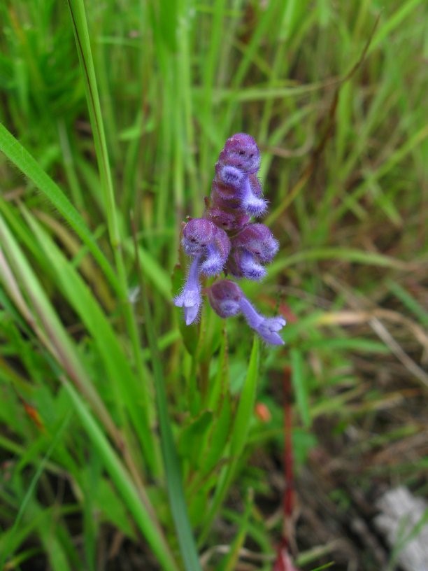 Horto Didático de Plantas Medicinais do HU/CCS