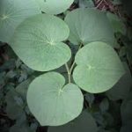 Horto Didático de Plantas Medicinais do HU/CCS