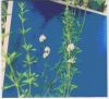 Horto Didático de Plantas Medicinais do HU/CCS