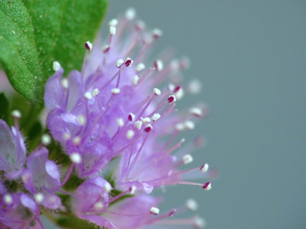 Horto Didático de Plantas Medicinais do HU/CCS