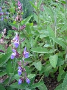 Horto Didático de Plantas Medicinais do HU/CCS
